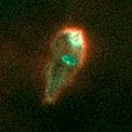 Proplyd in the Orion Nebula | ESA/Hubble